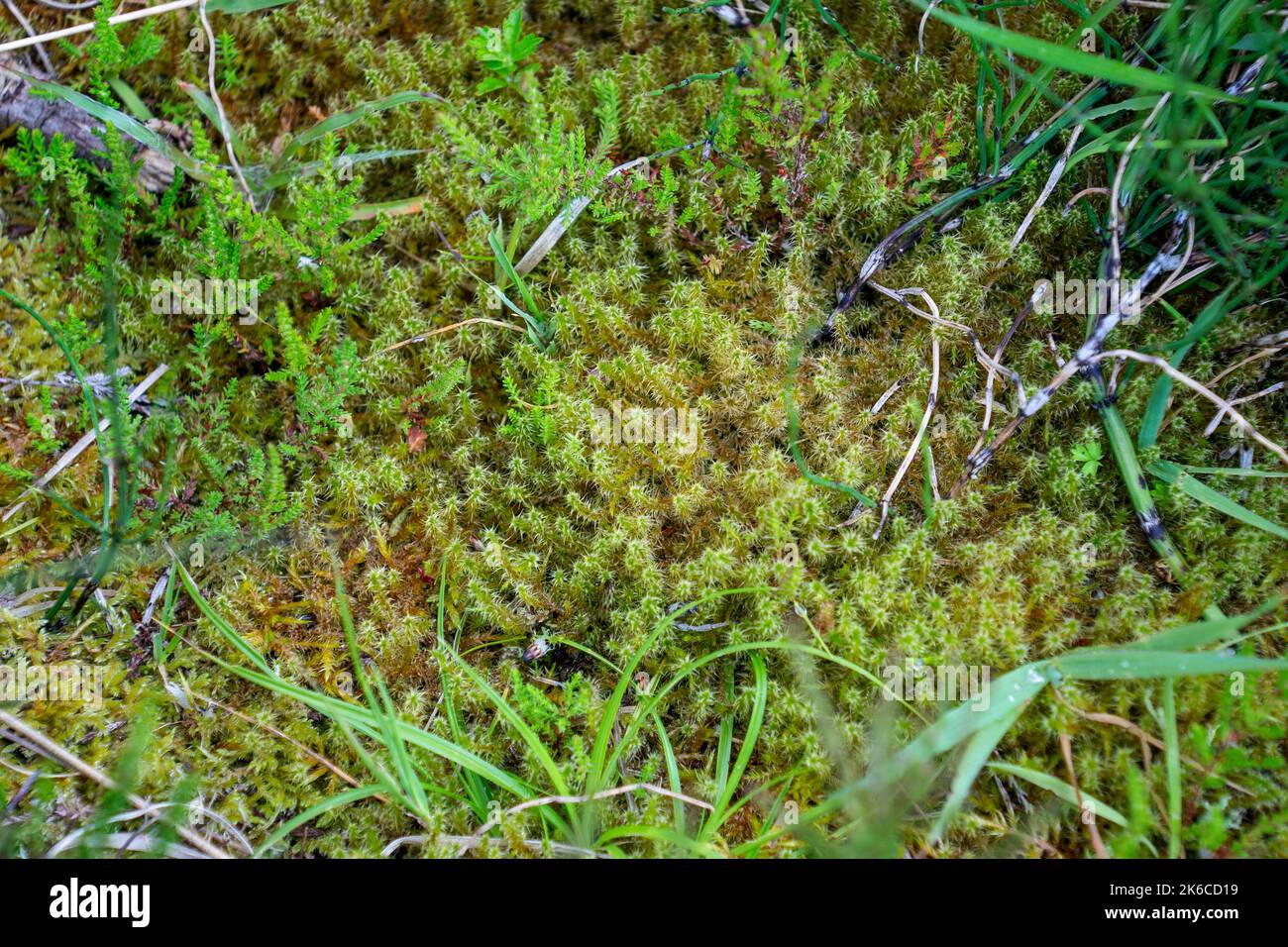 Sphagnum moss on the Bog of Allen. Sphagnum transfer restoration has ...