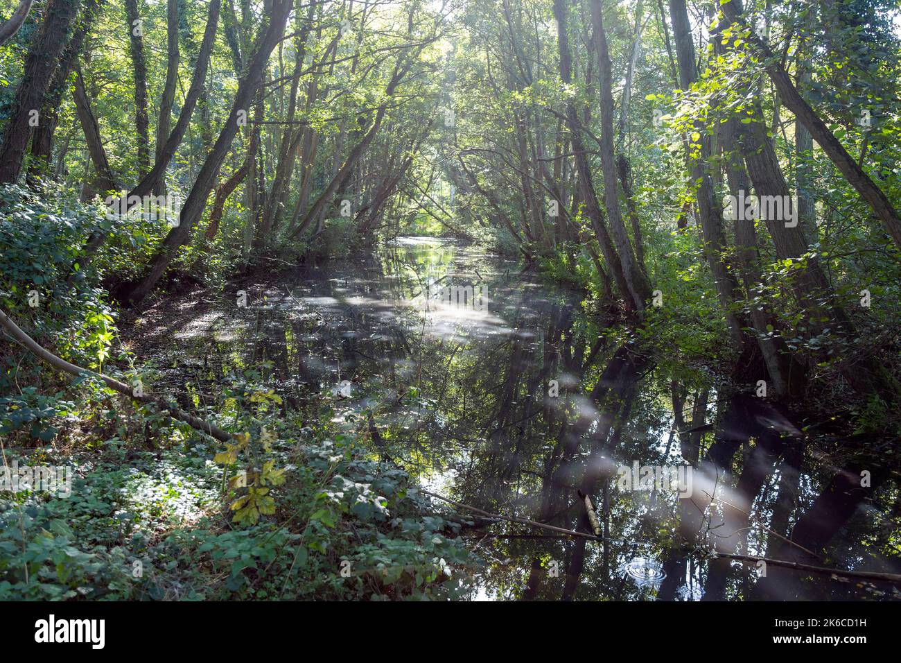 Still pond water shaded by trees, Black Ditch, Hollesley, Suffolk ...