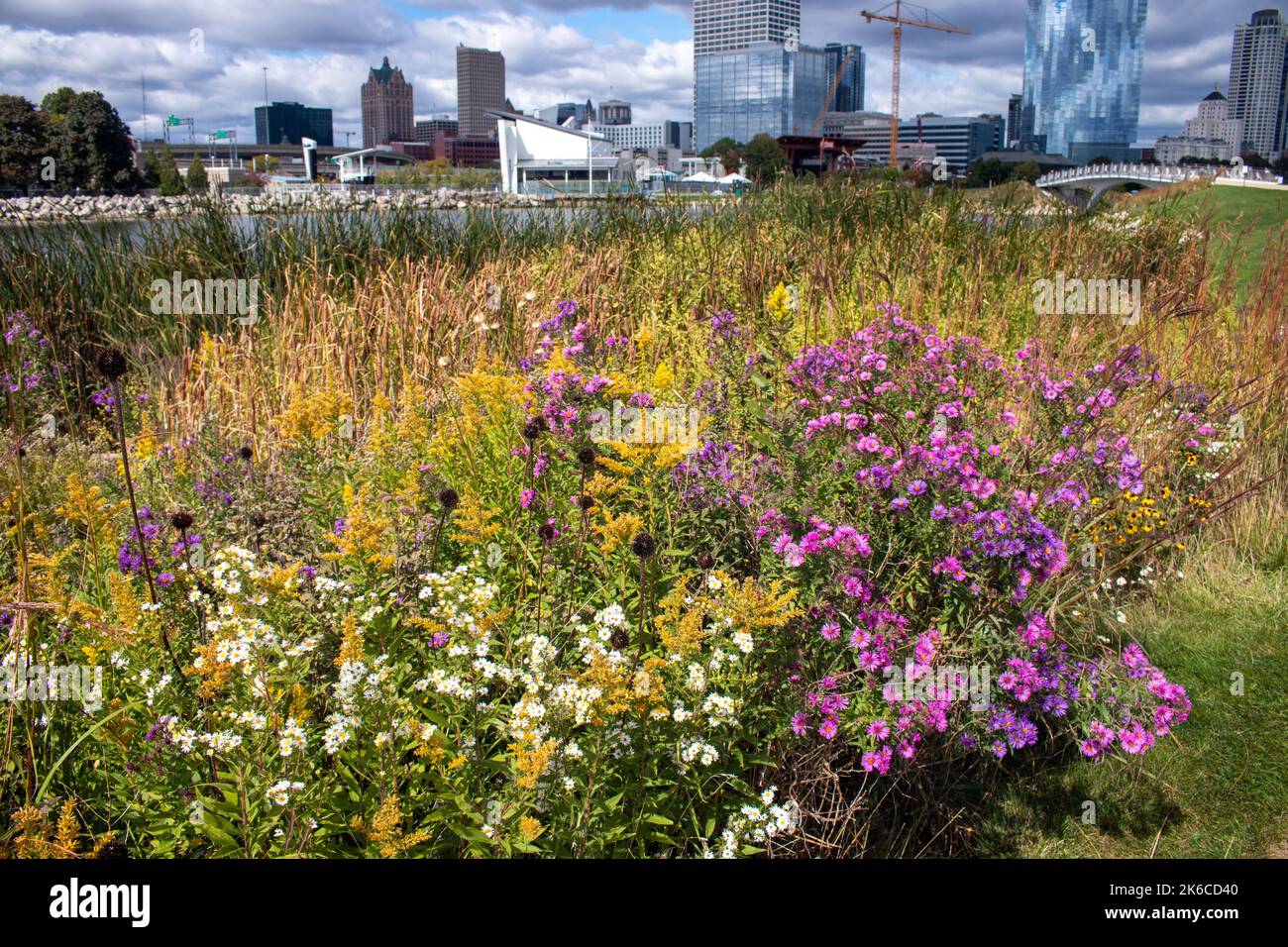Lakeshore State Park Prairie flowers with the city of Milwaukee in the ...