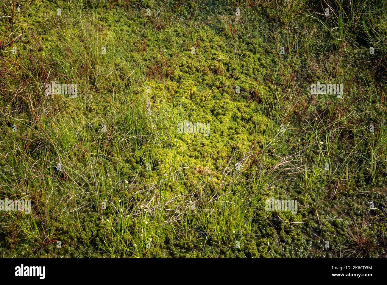 Sphagnum moss on the Bog of Allen. Sphagnum transfer restoration has ...