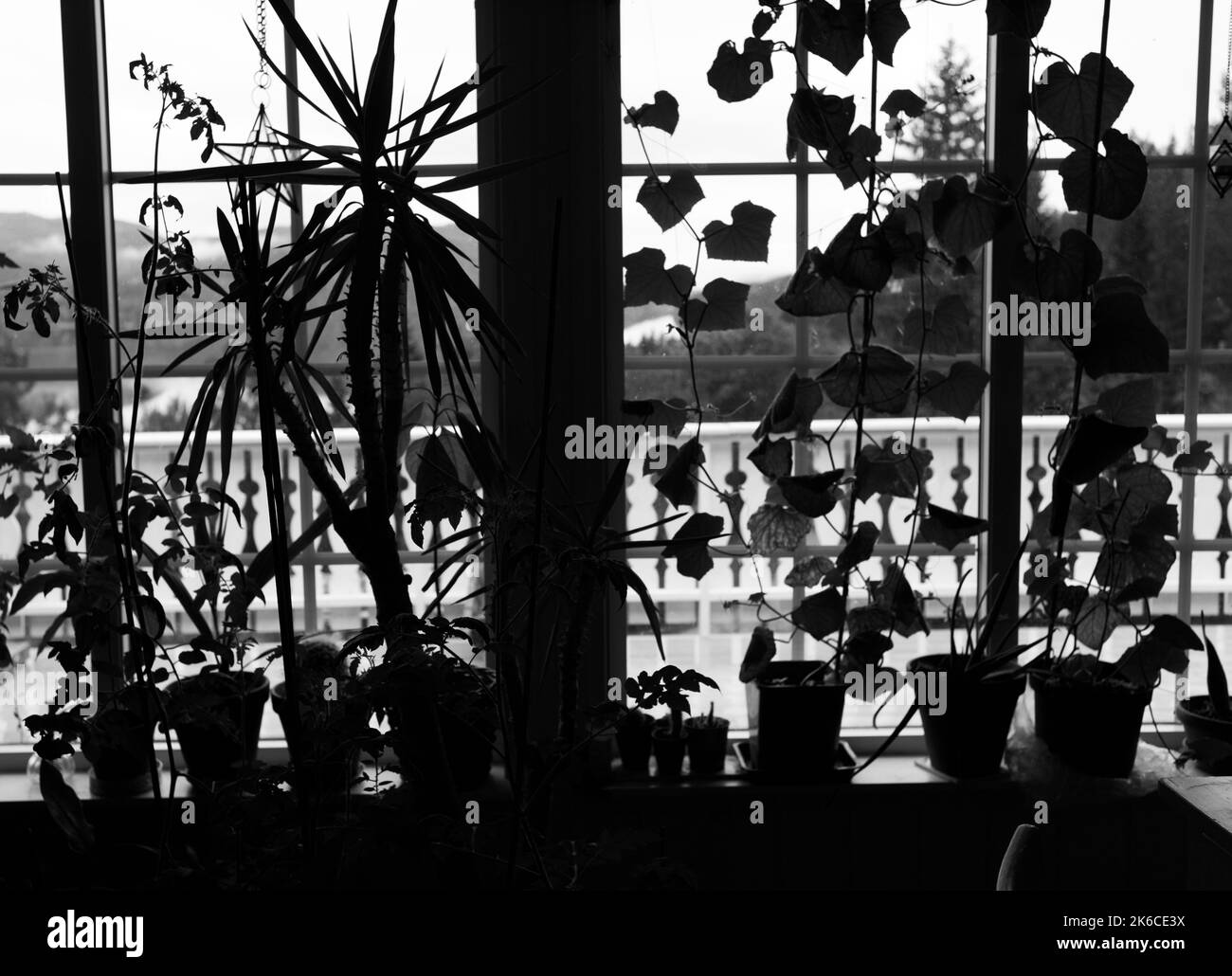 Plants indoors growing by a window Stock Photo - Alamy