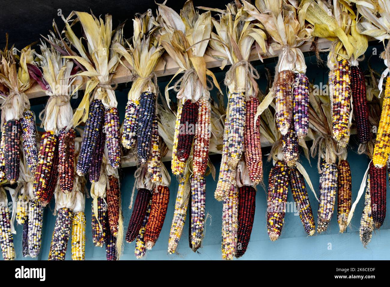 A closeup of dried corn stalks. Variegated maize ears. Fall festive ...