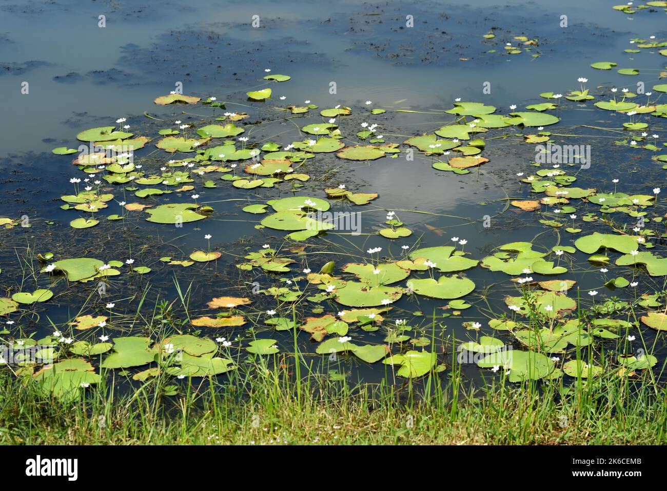lily plant in a swamp wetland lake located in putrajaya, Malaysia ...