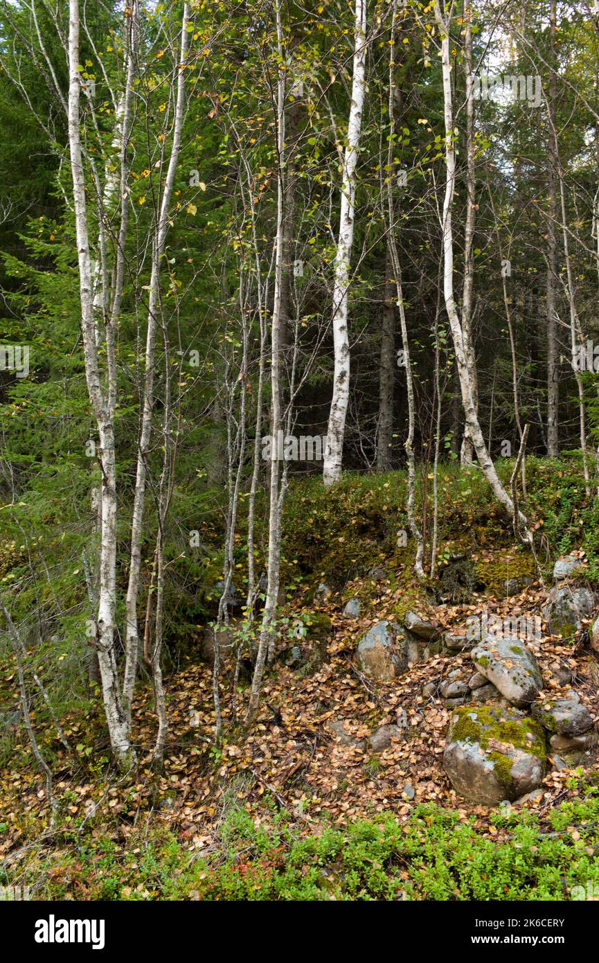 Birch treesd in Norwegian countryside Stock Photo - Alamy
