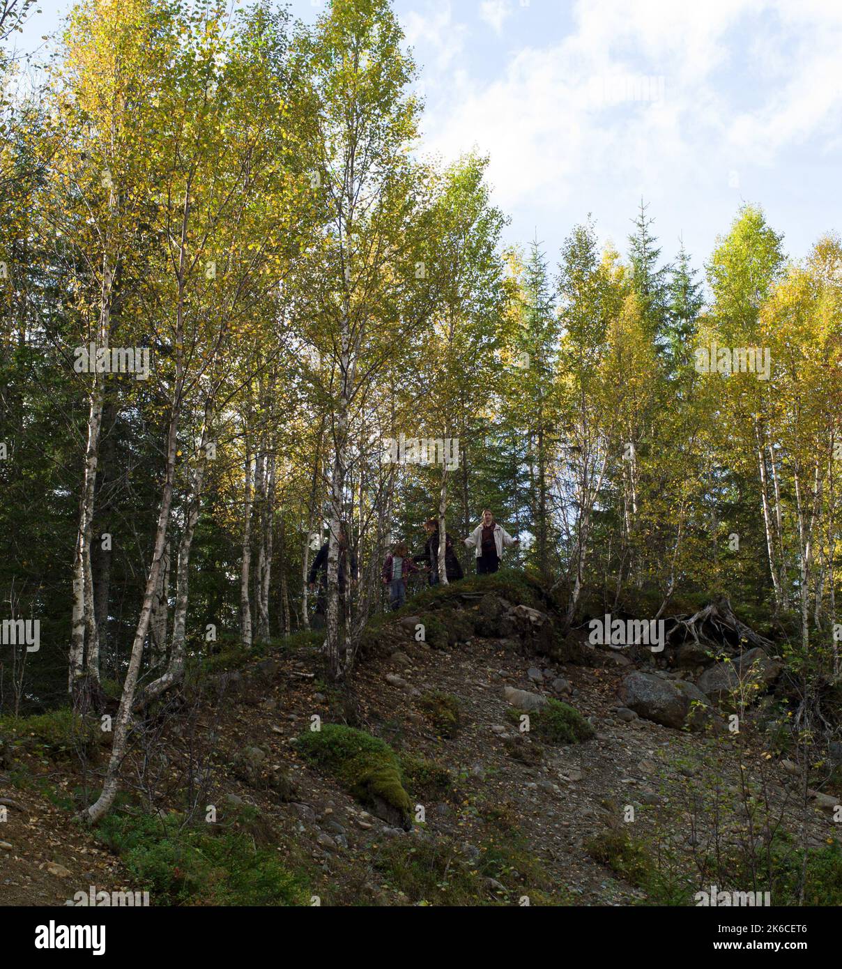 Birch treesd in Norwegian countryside Stock Photo - Alamy