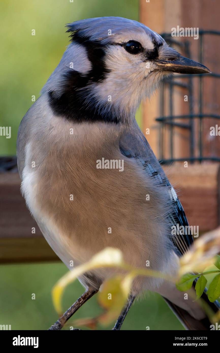 Bluejay poses on the backyard deck Stock Photo - Alamy