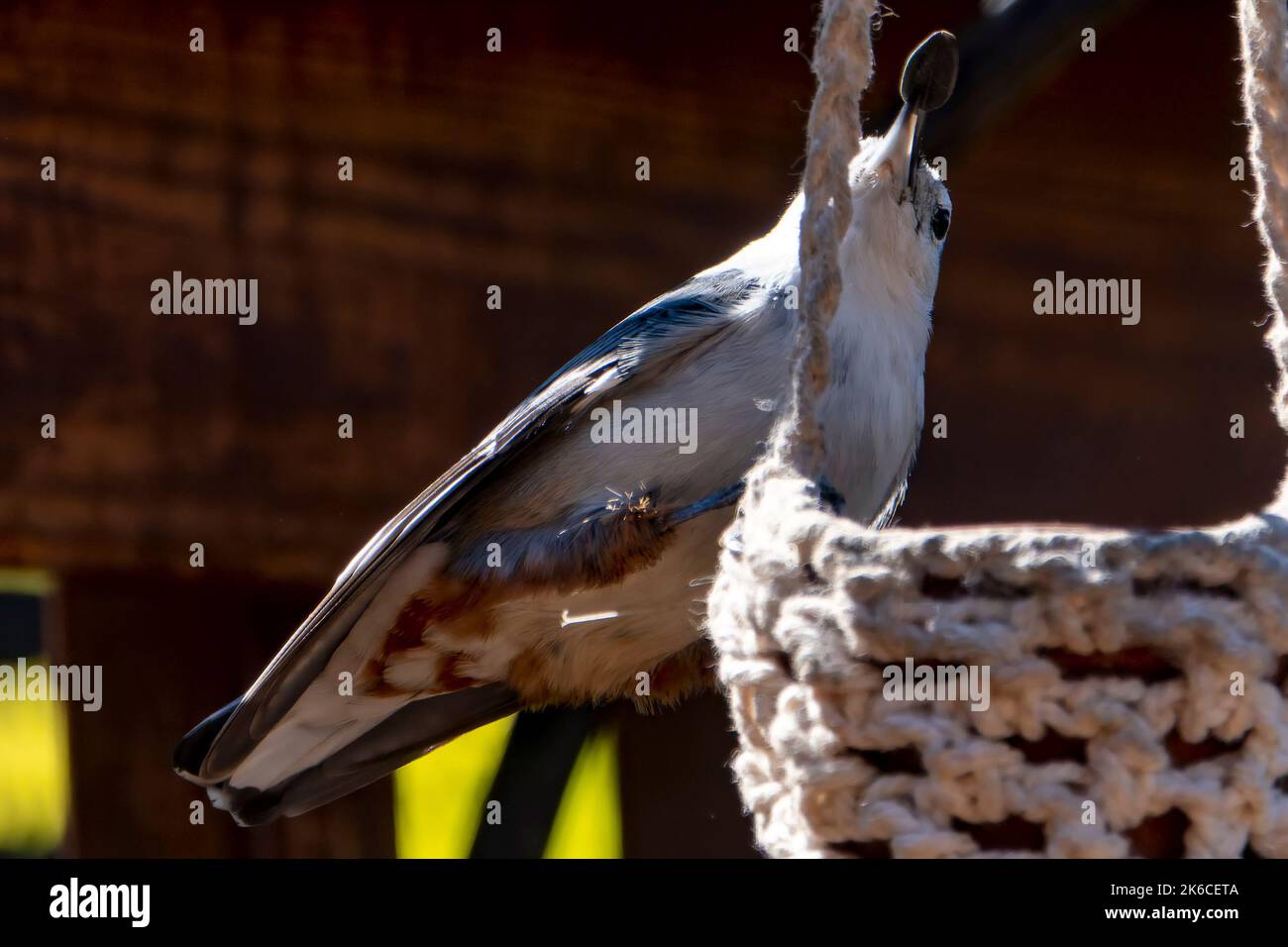 Nuthatch with a sunflower seed in its beak Stock Photo - Alamy