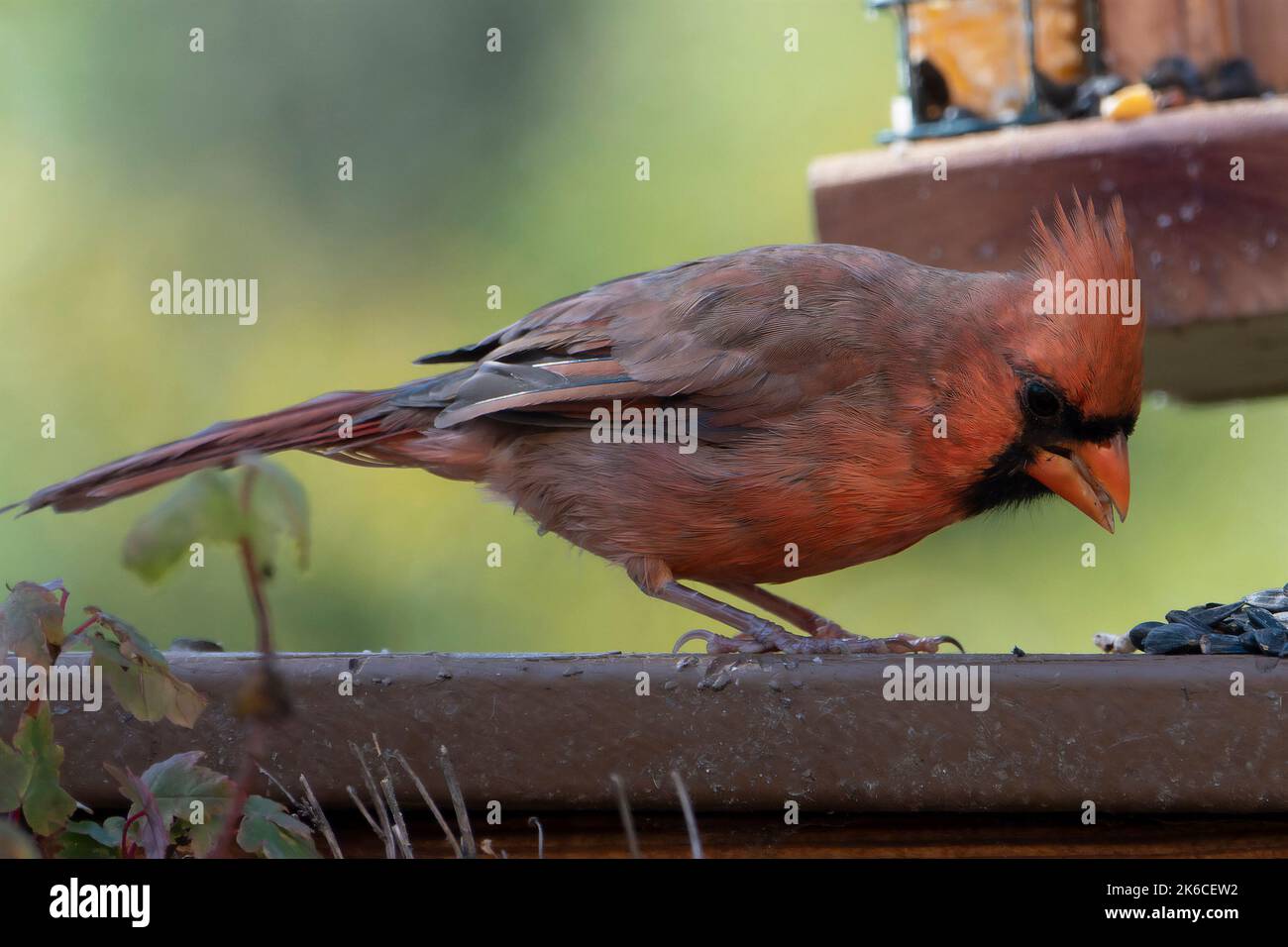 Northern Cardinal on the backyard deck Stock Photo - Alamy