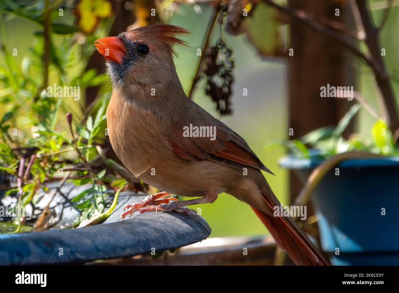 Northern Cardinal on the backyard deck Stock Photo - Alamy