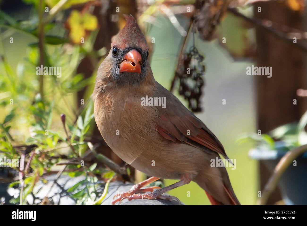 Northern Cardinal on the backyard deck Stock Photo - Alamy