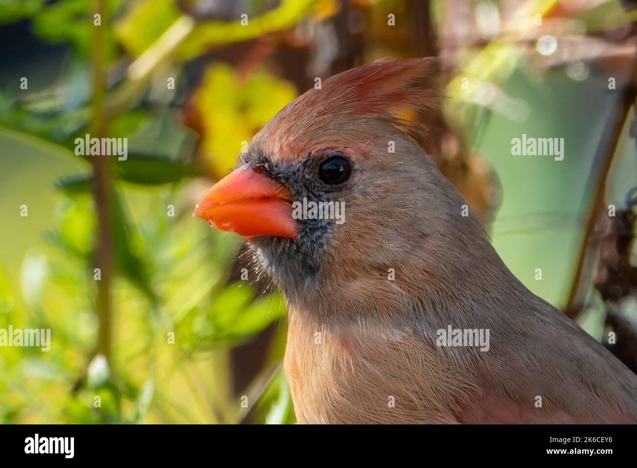 Northern Cardinal on the backyard deck Stock Photo - Alamy