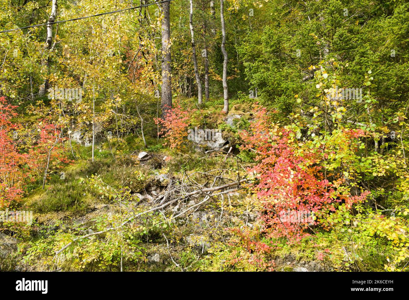 Trees in Namsos, Norway Stock Photo - Alamy