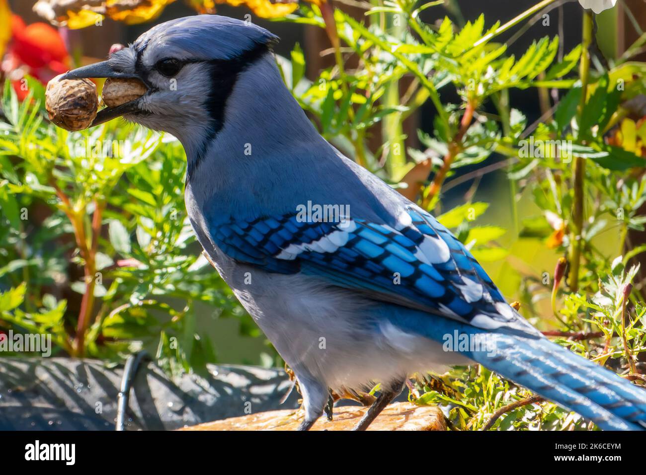 Bluejay poses on the backyard deck Stock Photo - Alamy