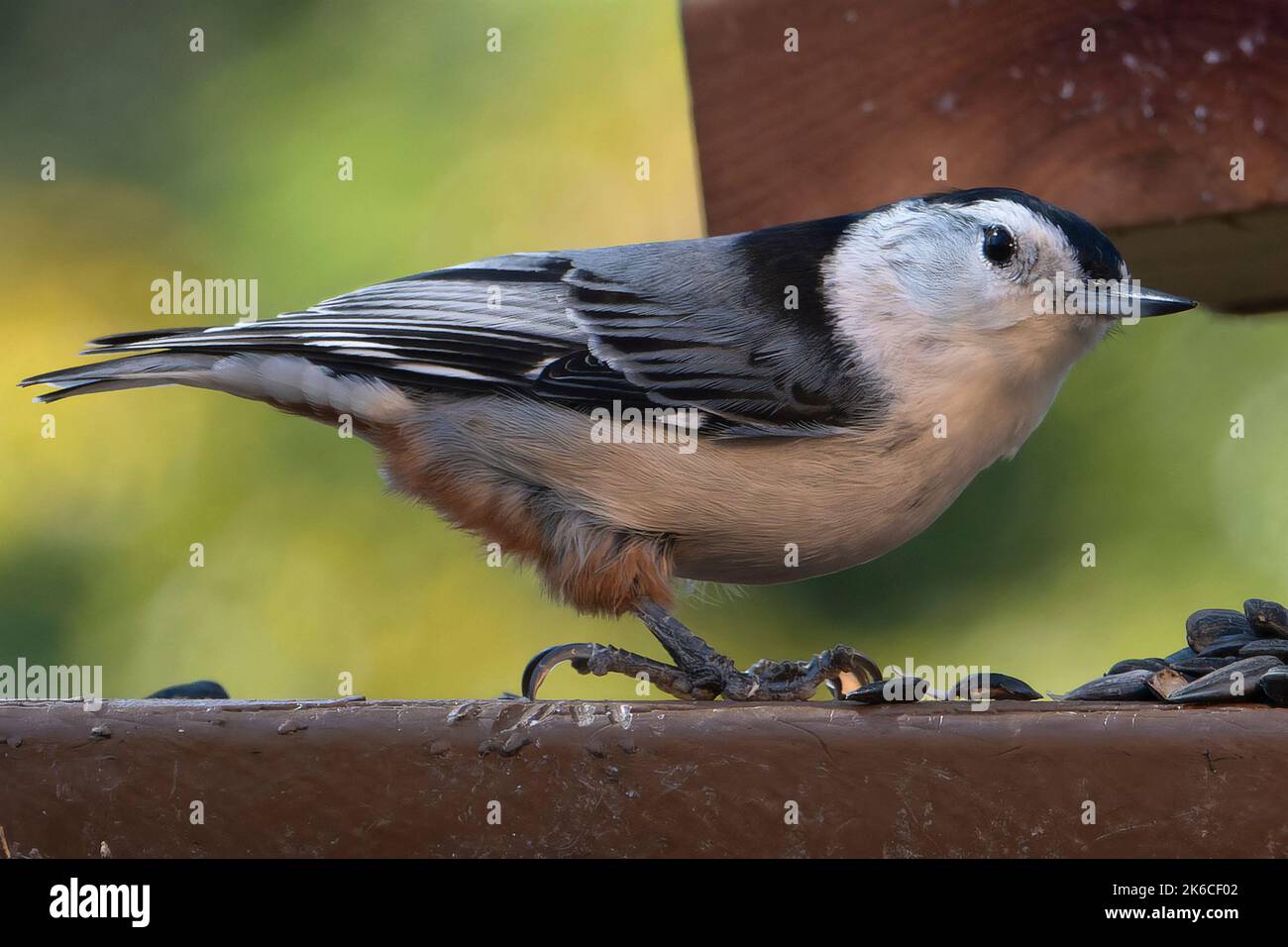 Nuthatch with a sunflower seed in its beak Stock Photo - Alamy