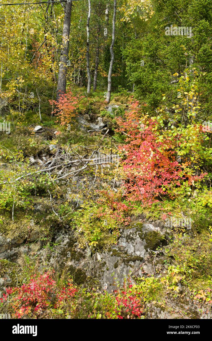 Trees in Namsos, Norway Stock Photo - Alamy