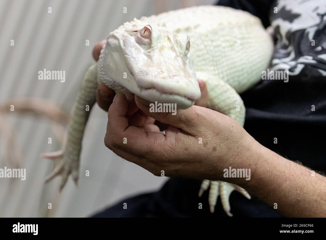 Munich, Germany. 13th Oct, 2022. An albino alligator lies in the hands ...