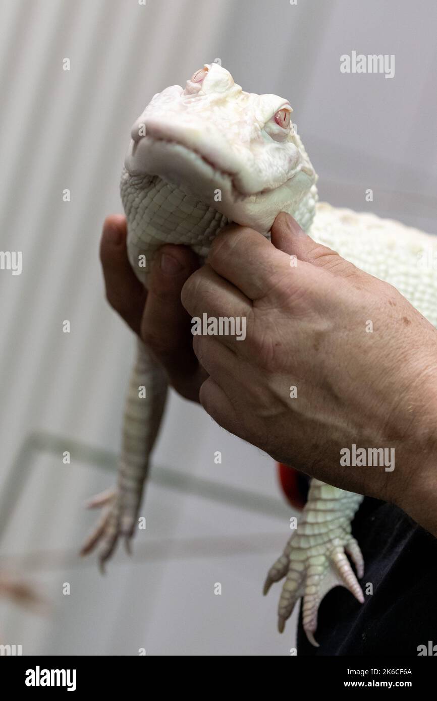 Munich, Germany. 13th Oct, 2022. An albino alligator lies in the hands ...