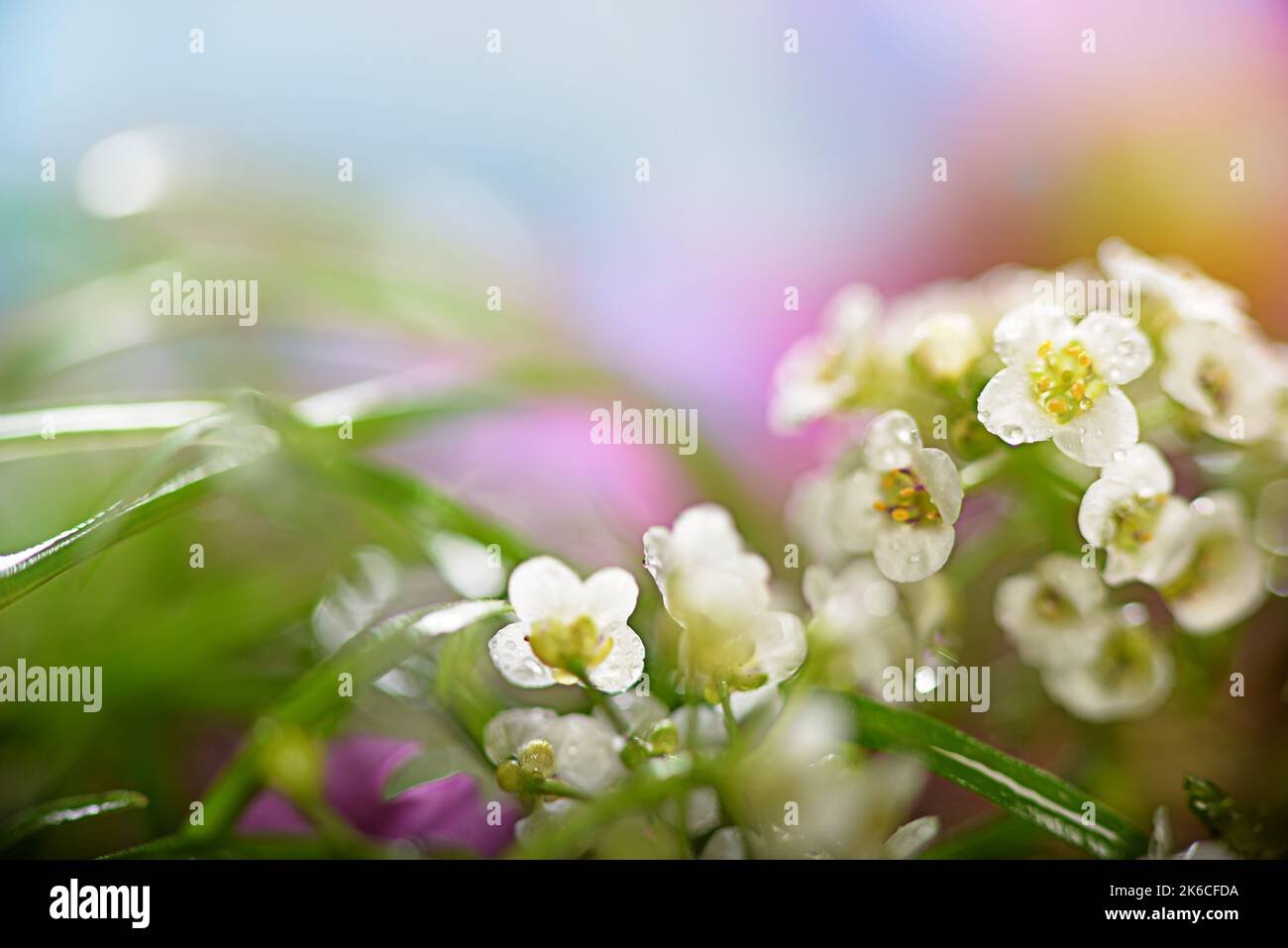carpet with small flowers of different colors Stock Photo - Alamy