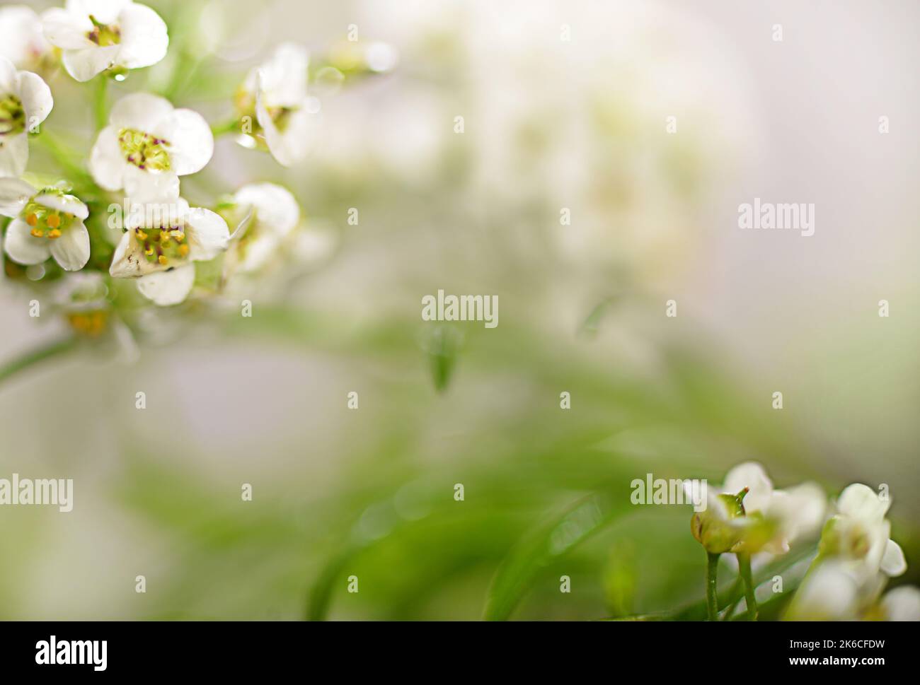 carpet with small flowers of different colors Stock Photo - Alamy