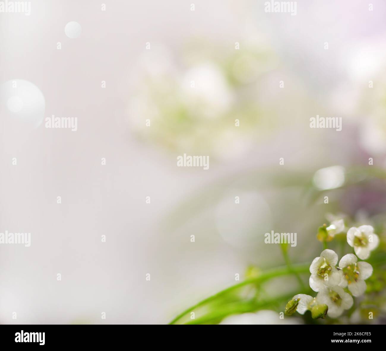carpet with small flowers of different colors Stock Photo - Alamy