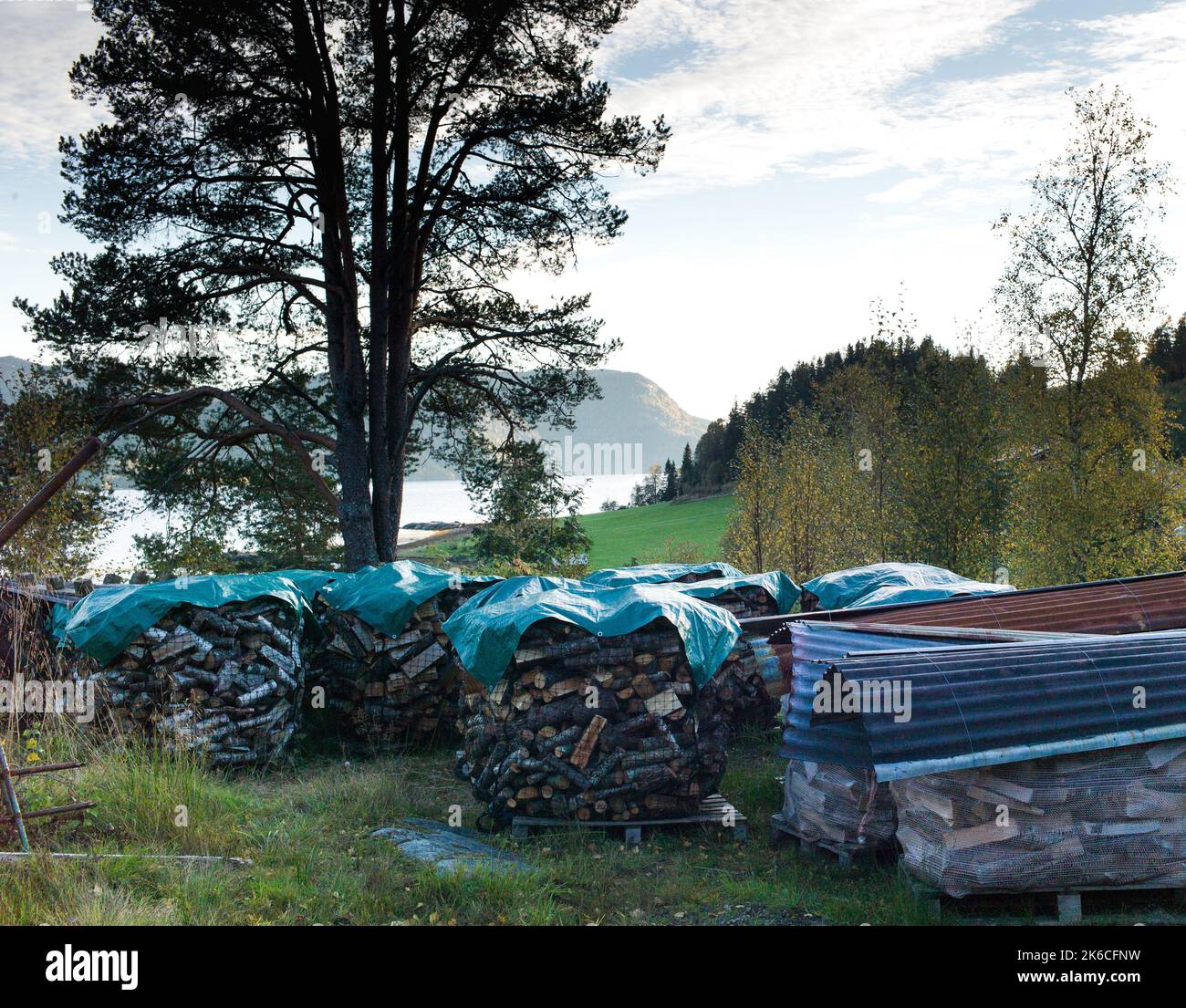 Piles of logs ready for winter in the Norwegian countryside Stock Photo ...