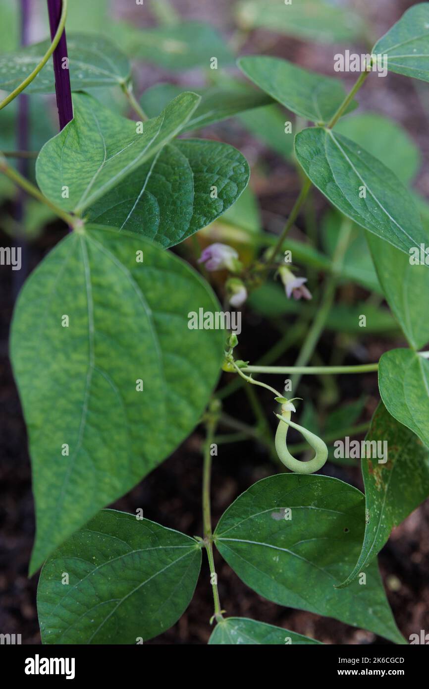 A vertical shot of wild bean plant bud in a garden Stock Photo - Alamy