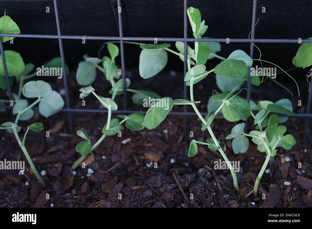 A closeup of sugar snap pea sprouts on the ground Stock Photo - Alamy