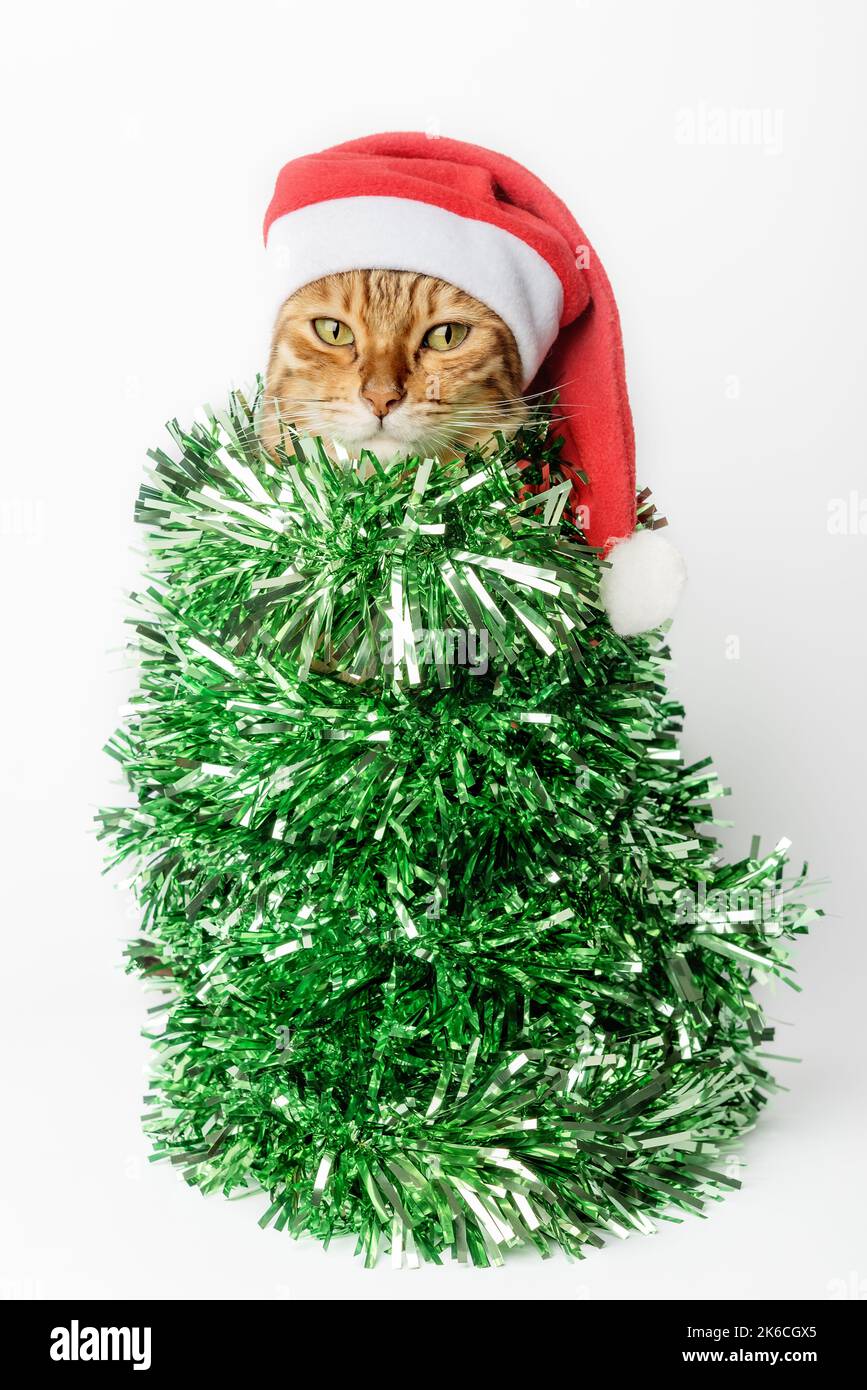Christmas cat wearing a santa hat and wrapped in green ribbon, tinsel ...