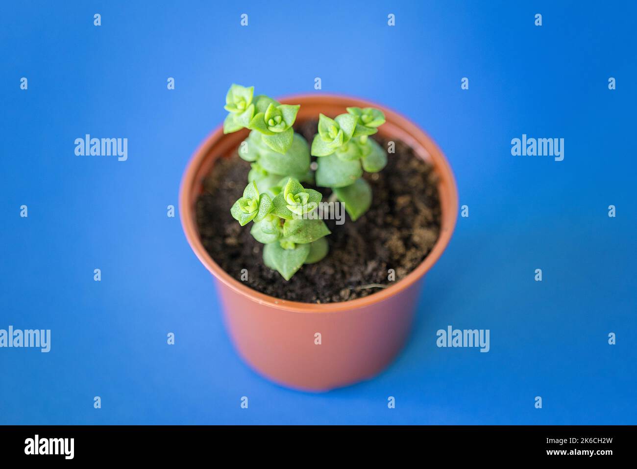 Succulent plant in a clay pot over a blue background Stock Photo - Alamy