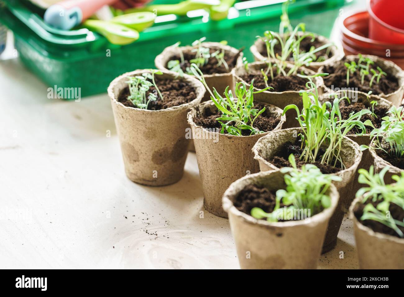 plant in seedling peat pot on a wooden table Stock Photo - Alamy