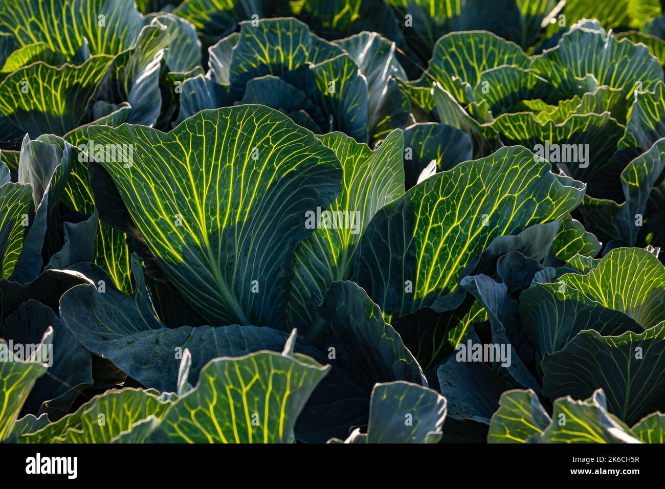 Yellow grain and leaf veins on cabbage against the light and sun in ...