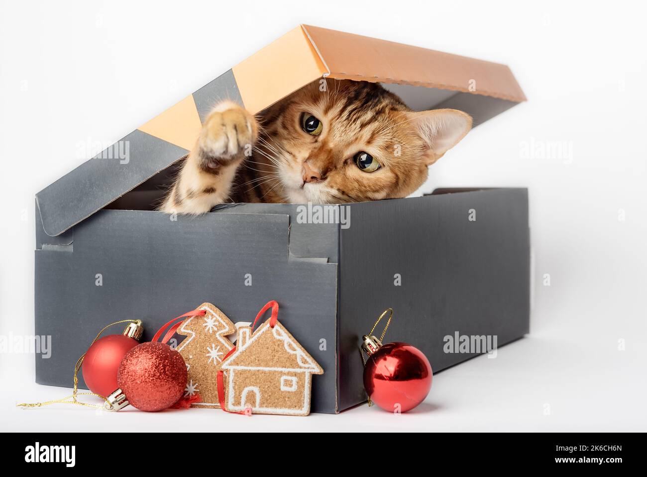 Cute funny cat peeking out of a Christmas gift box on a white ...