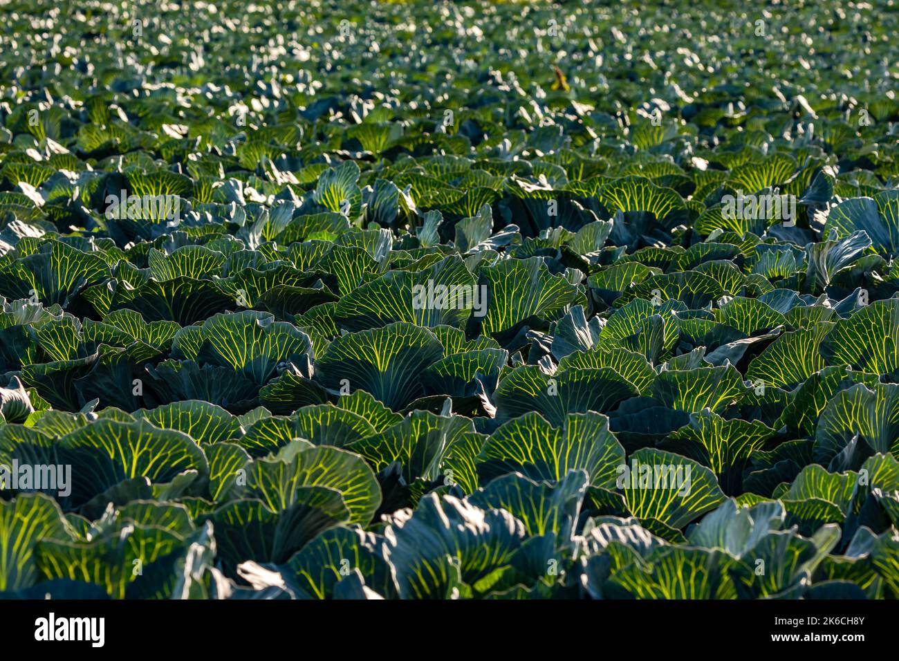 Interesting grain and leaf veins on white cabbage against the light in ...