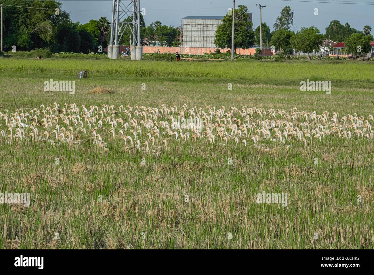 Ducks following each other hi-res stock photography and images - Alamy