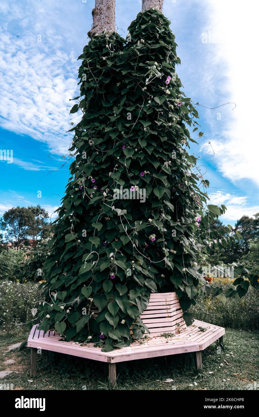 Tree morning glory ipomoea hi-res stock photography and images - Alamy