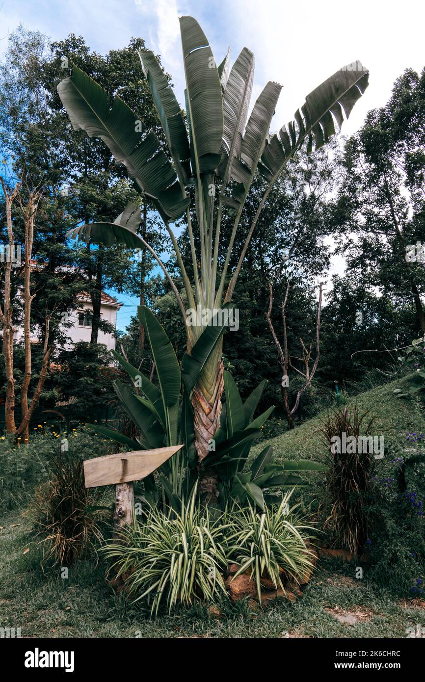 A vertical of a giant white bird of paradise decorative tree ...