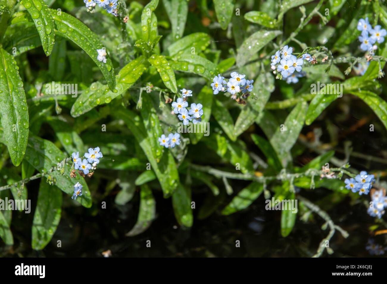 raindrops on forget me nots a symbol of true love and respect Stock ...