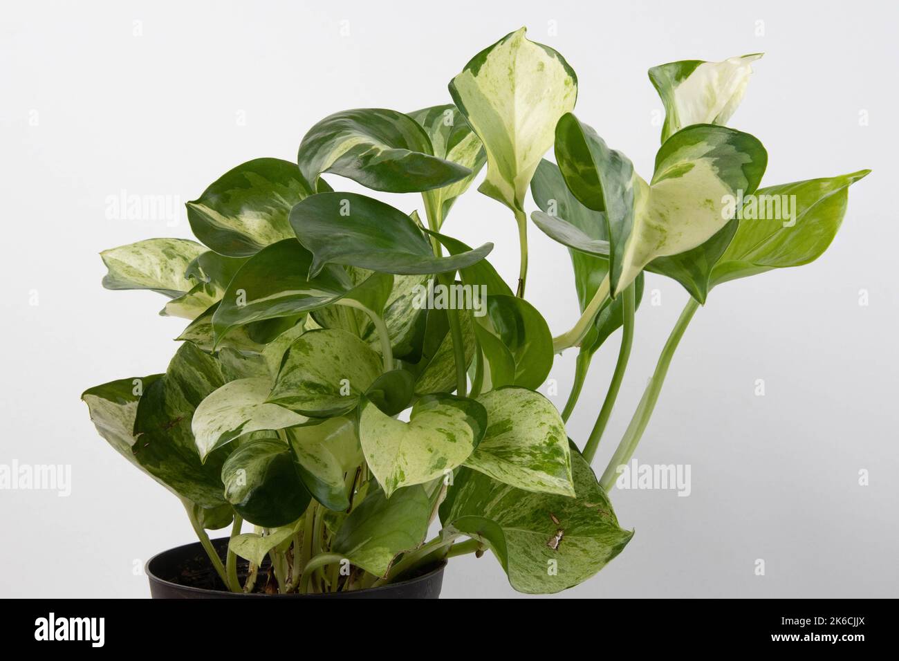 Manjula Pothos houseplant isolated on a white background Stock Photo ...