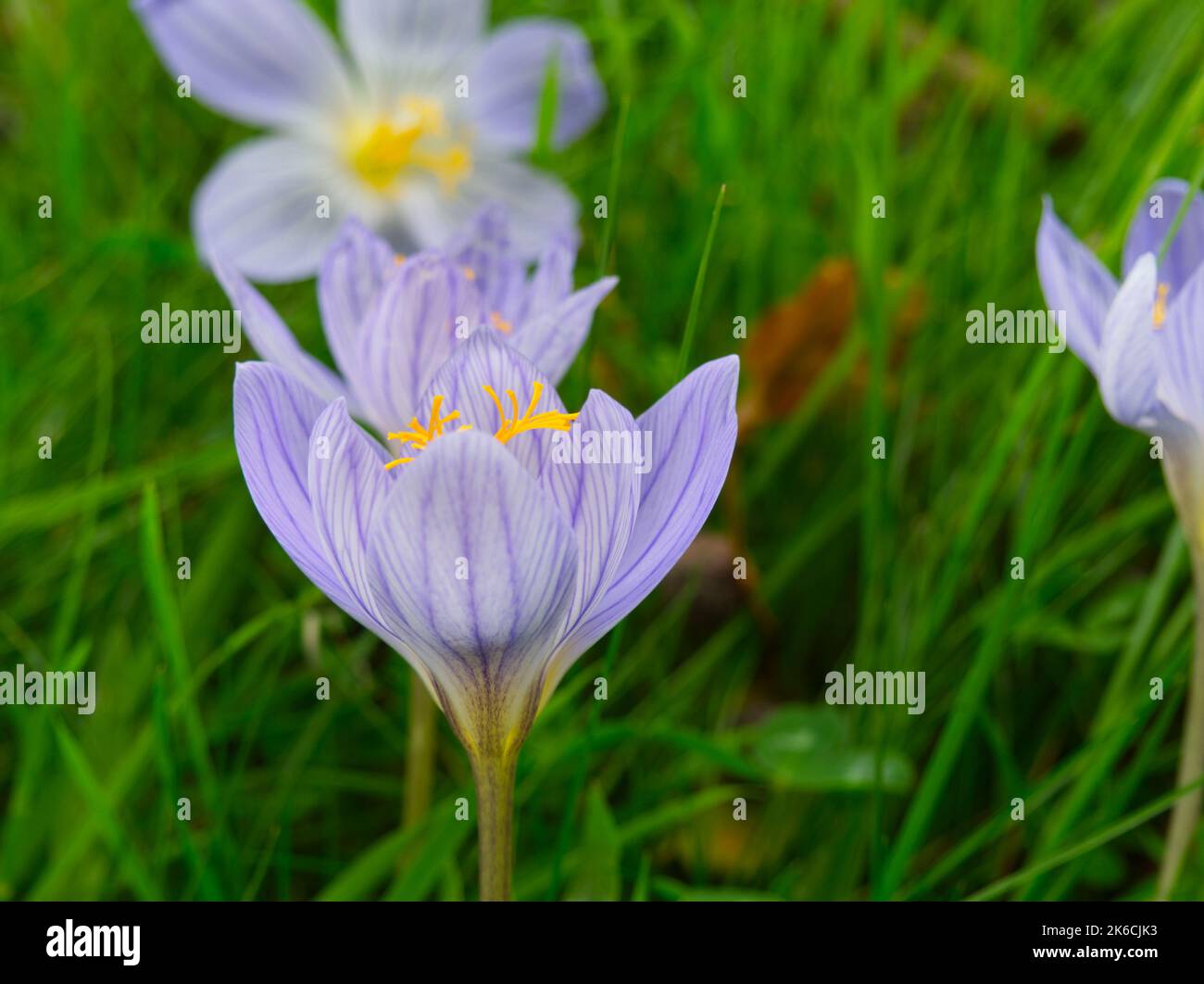 Wildflower garden meadow wisley hi-res stock photography and images - Alamy
