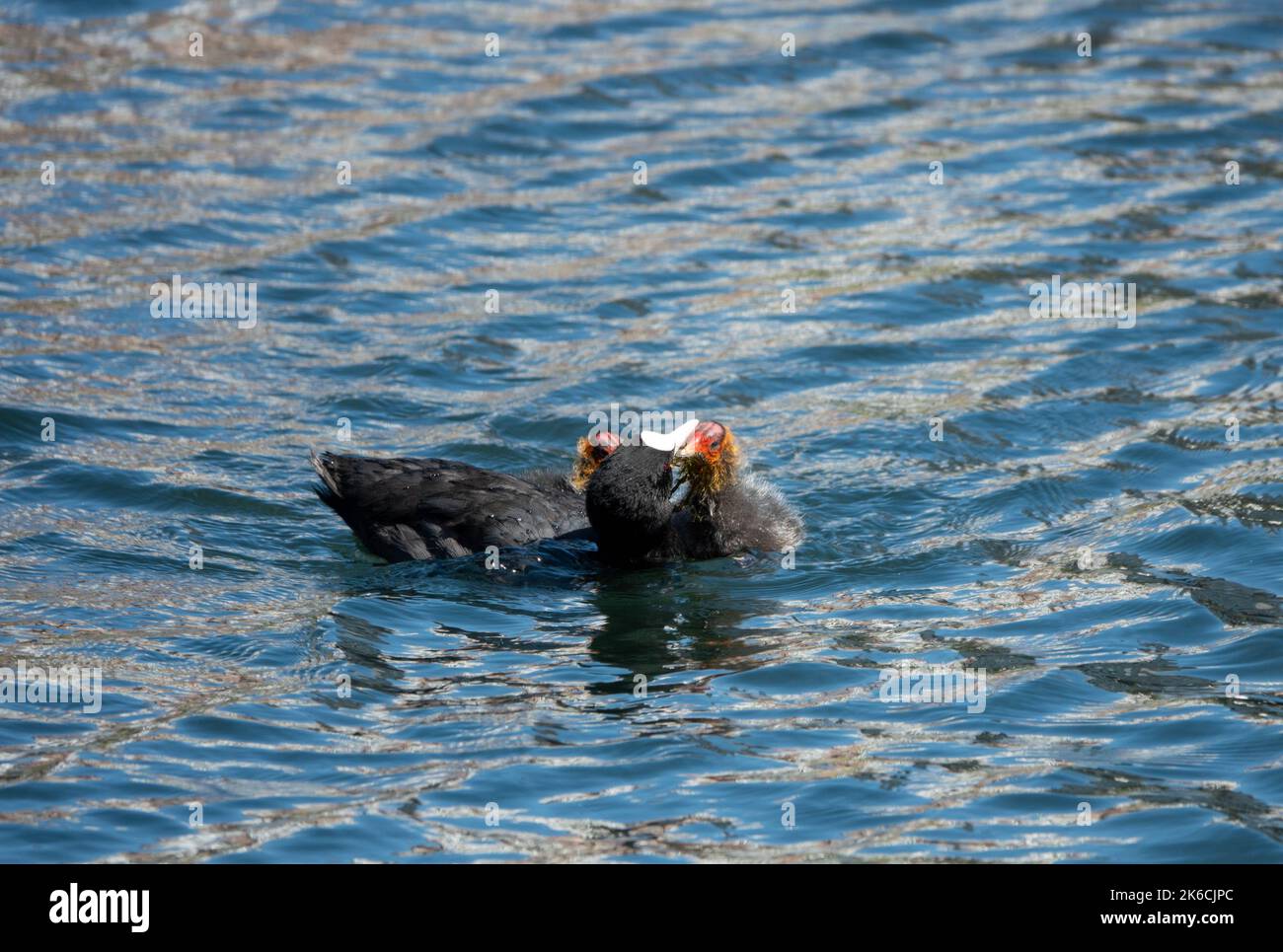 coot feeding her cute chicks on the water Stock Photo - Alamy