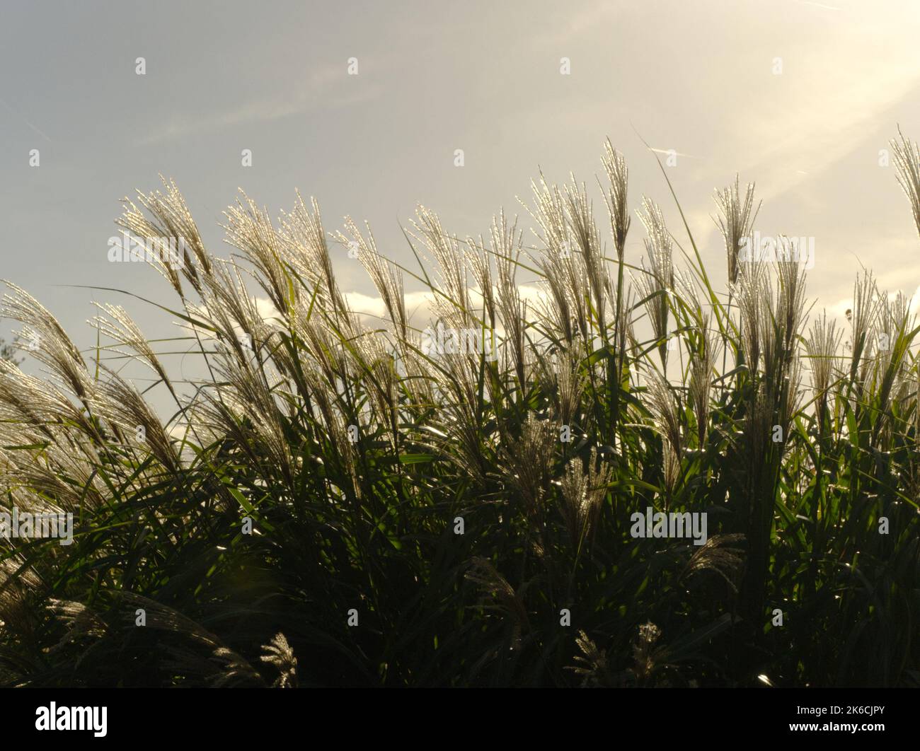 Chinese silver grass hi-res stock photography and images - Alamy