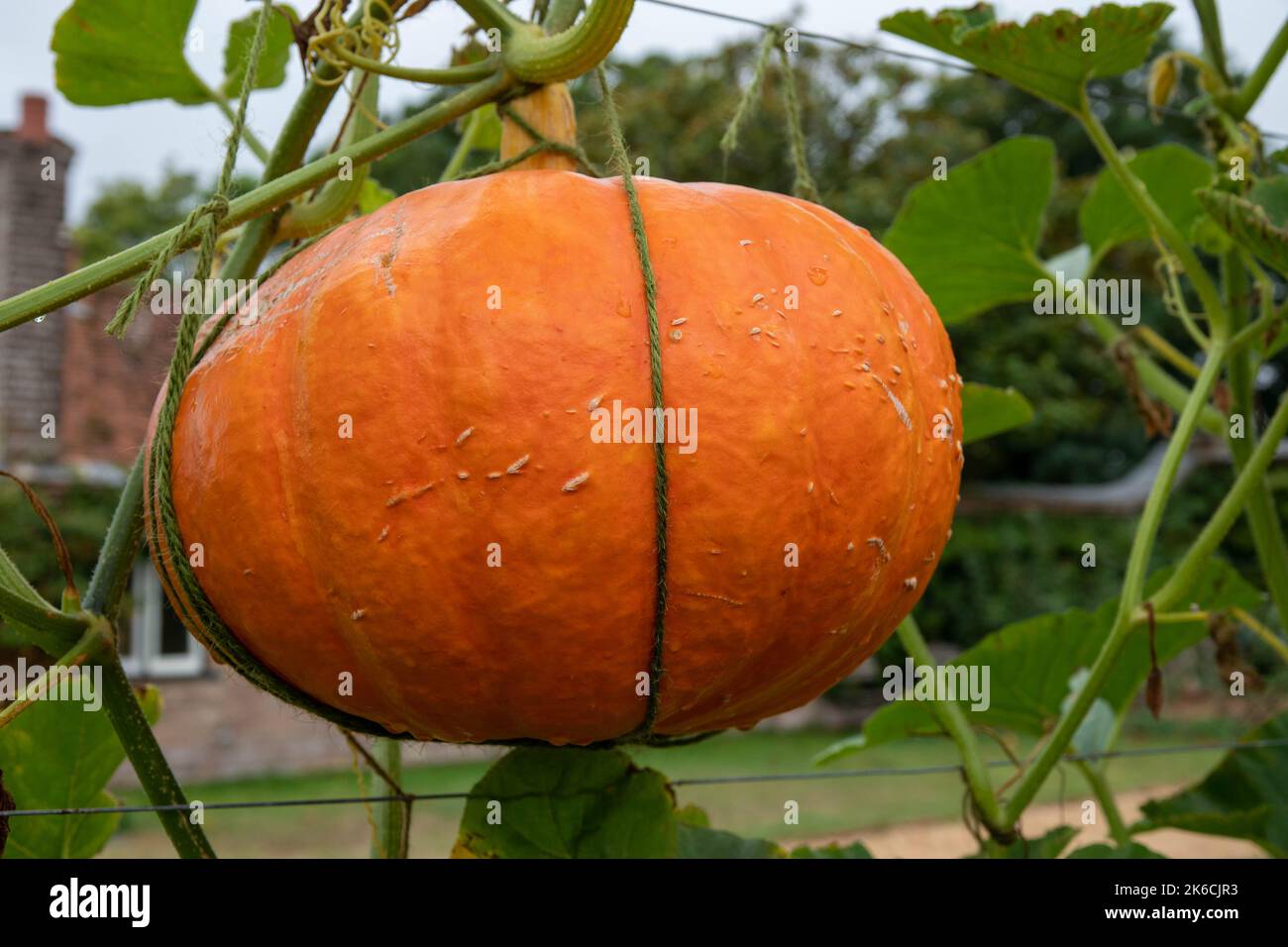 bright orange pumpkin hanging from the vine growing read to be carved ...