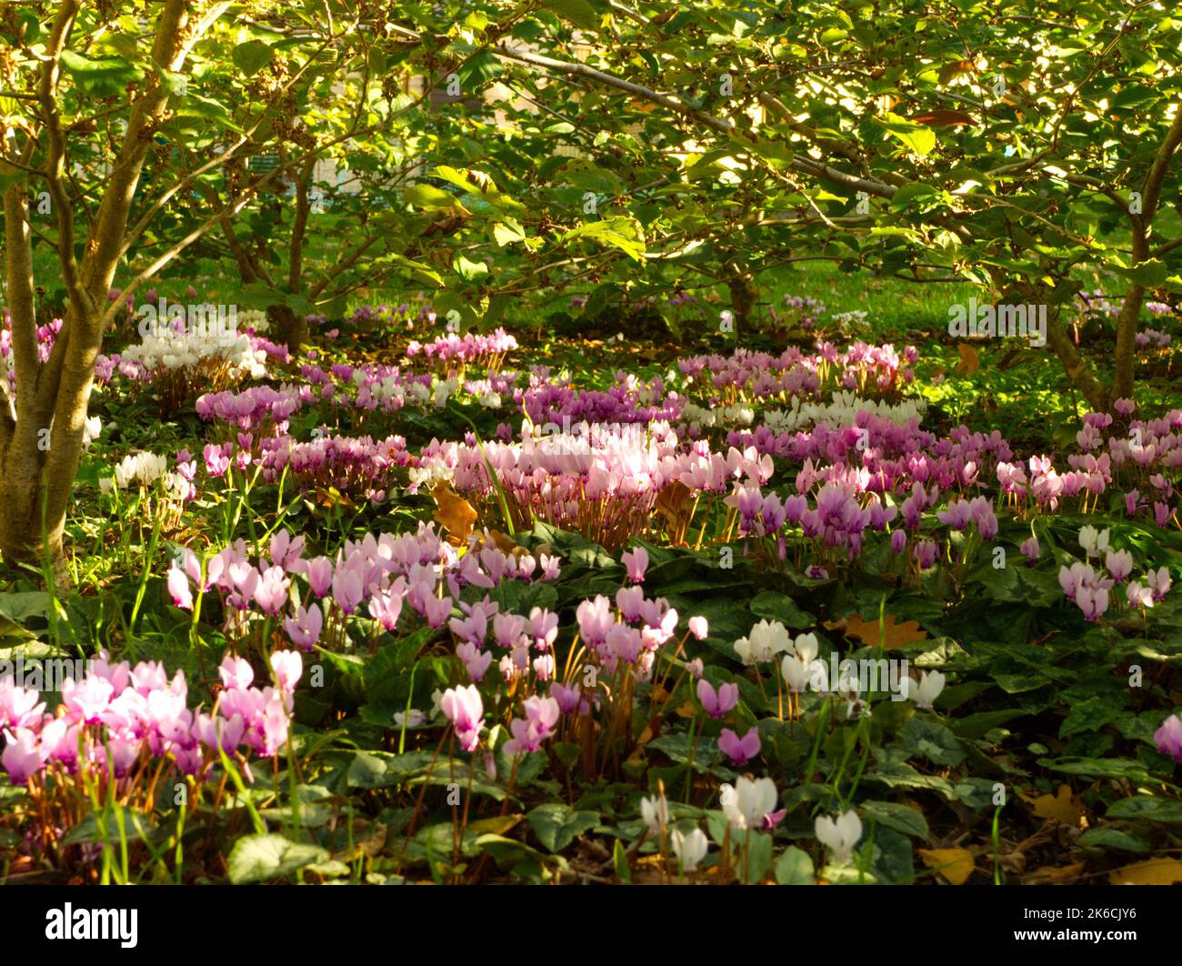 Naturalised under the trees hi-res stock photography and images - Alamy