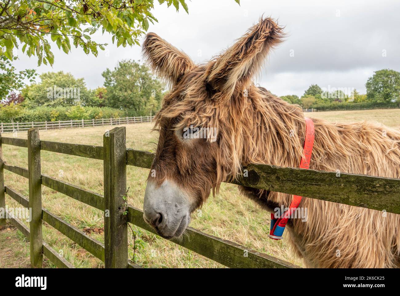 Beautiful brown fluffy Poitou donkey looking over a fence Stock Photo ...