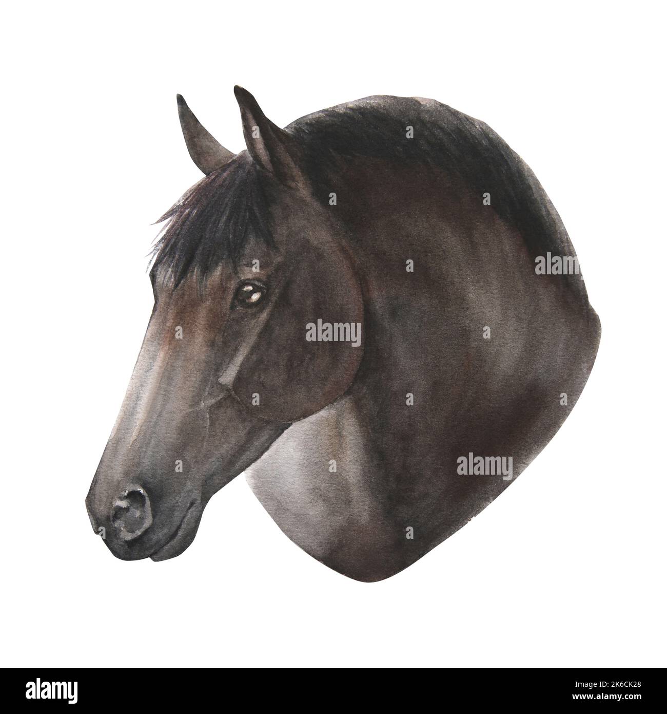 watercolor realistic illustration portrait of dark-bay or blake horse ...