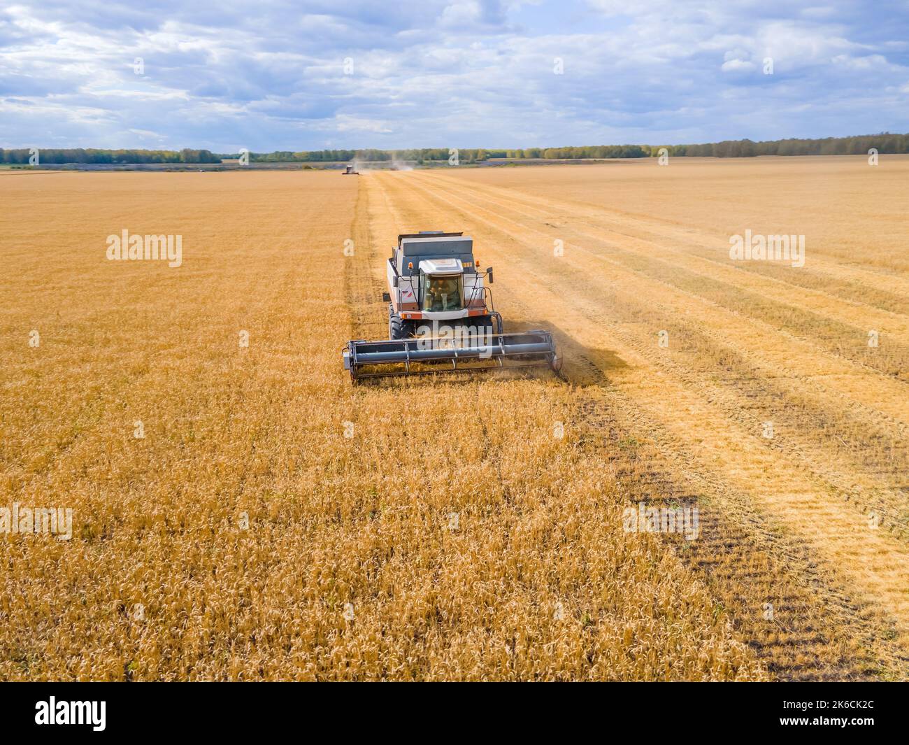 Harvest wheat grain and crop aerial view.Harvesting wheat,oats, barley ...