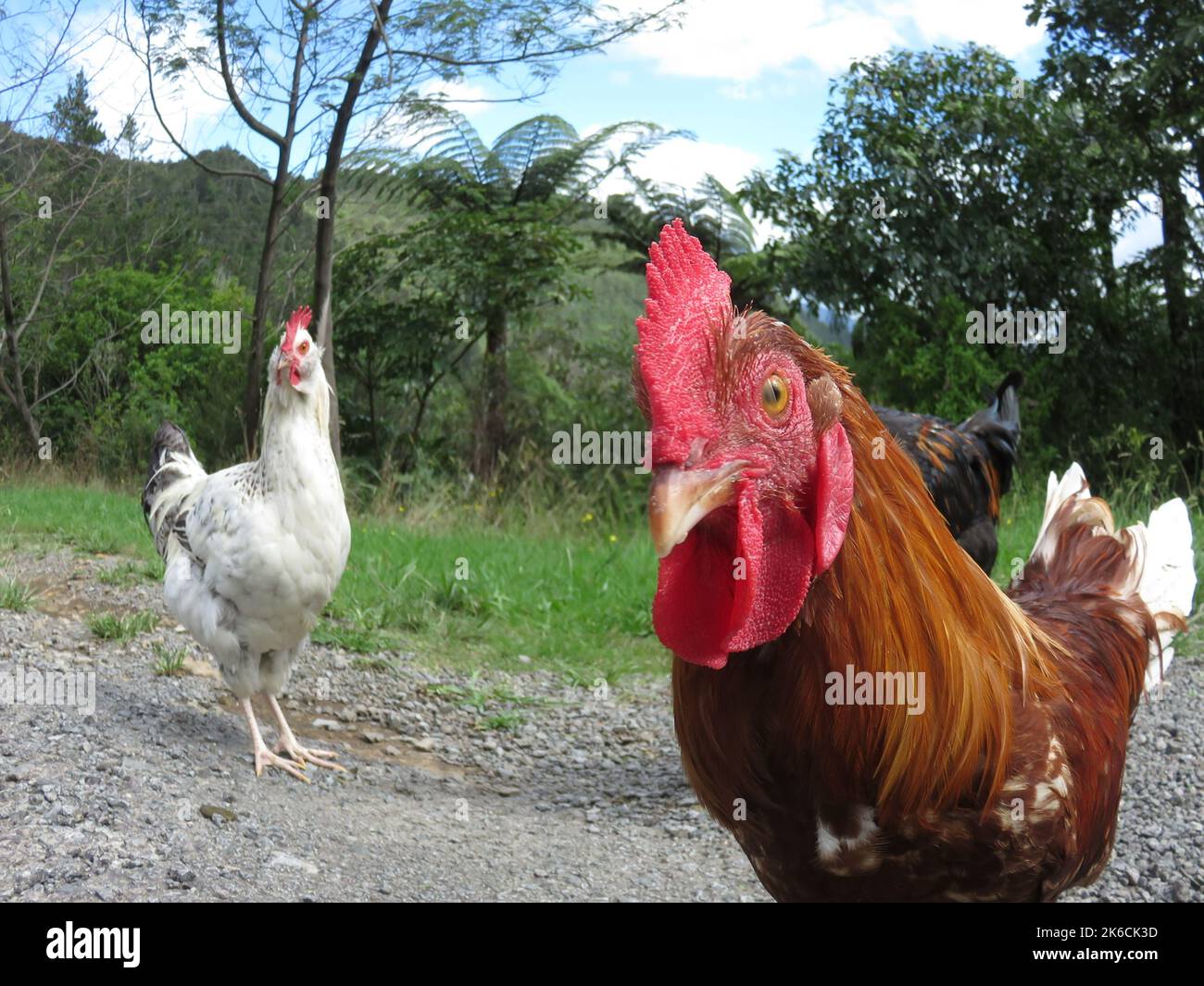 Hackle chickens hi-res stock photography and images - Alamy