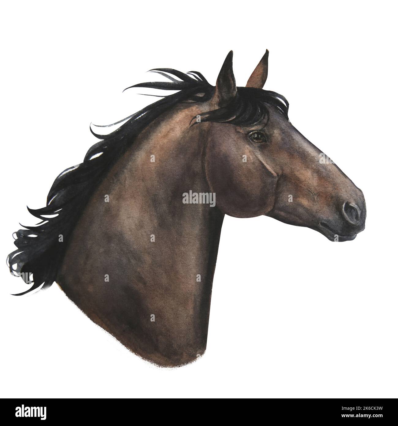 watercolor realistic illustration portrait of bay horse isolated on ...
