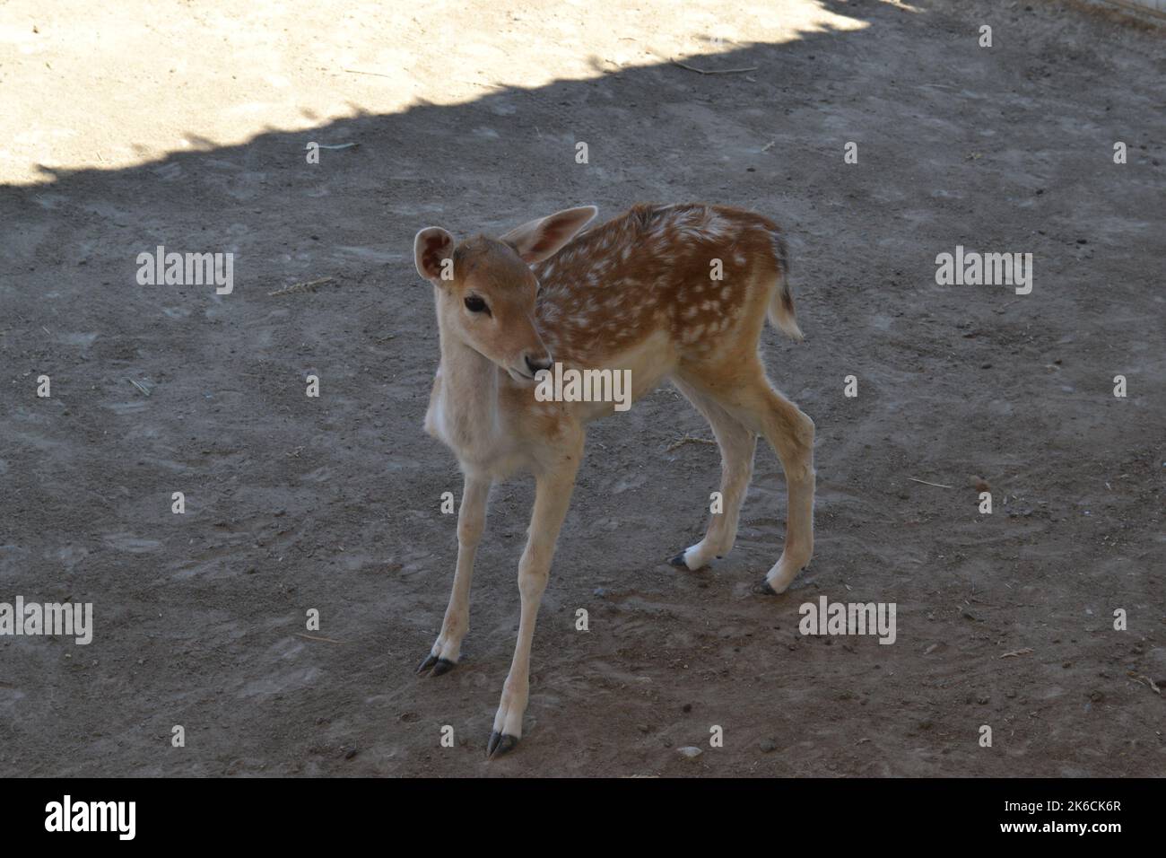 A baby deer standing in the shadows Stock Photo - Alamy