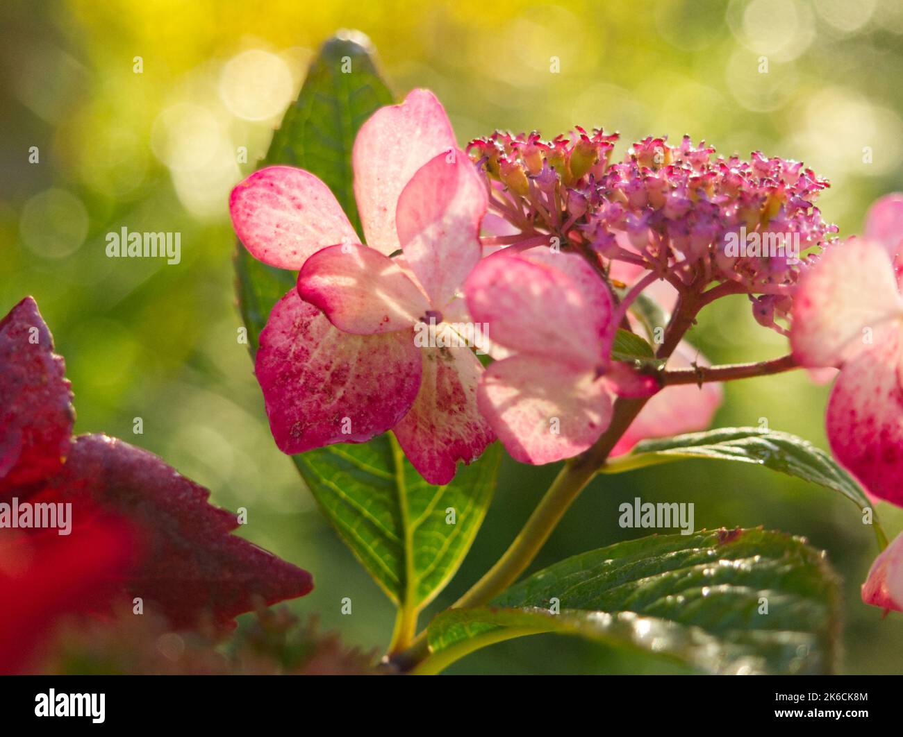 Rhs hydrangea hi-res stock photography and images - Alamy
